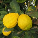 Citradia 139 - AGRUMERIE VESSIERE