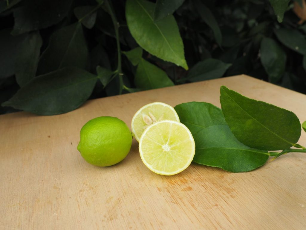 Citron galet de la Réunion - AGRUMERIE VESSIERE