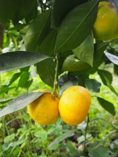 Satsuma Okitsu - AGRUMERIE VESSIERE