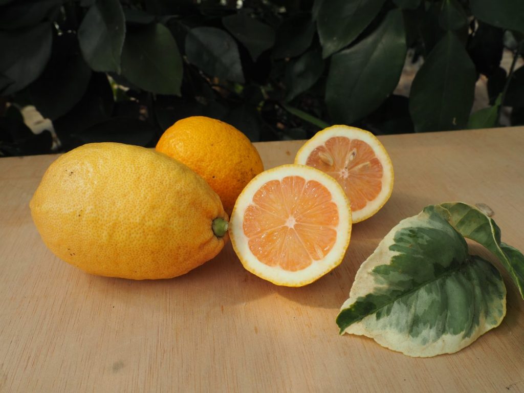 Citron pink Variegatta - AGRUMERIE VESSIERE