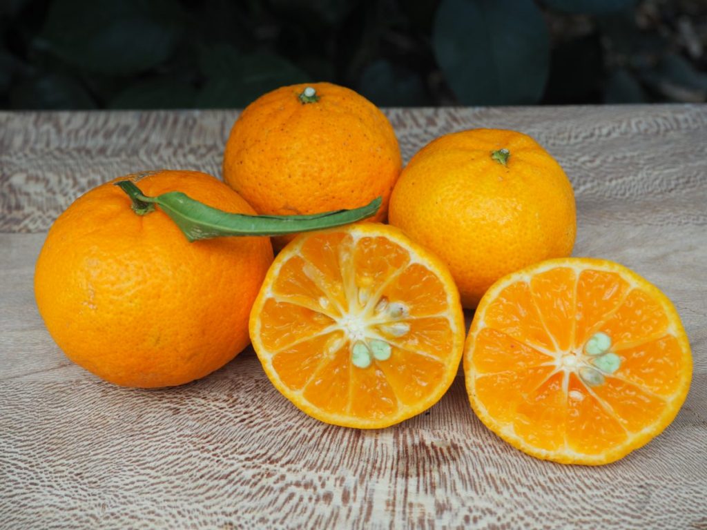 Mandarine Tardivo di Ciaculli - AGRUMERIE VESSIERE