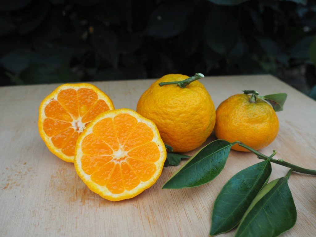 Citsuma de Prague - AGRUMERIE VESSIERE