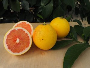 Pomelo Star Ruby - AGRUMERIE VESSIERE