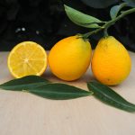 Citrangequat Thomasville - AGRUMERIE VESSIERE