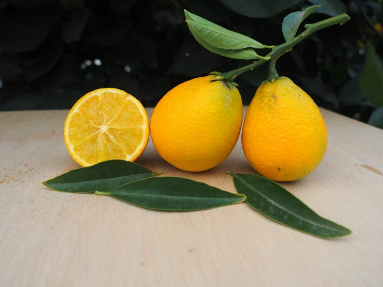 Citrangequat Thomasville - AGRUMERIE VESSIERE